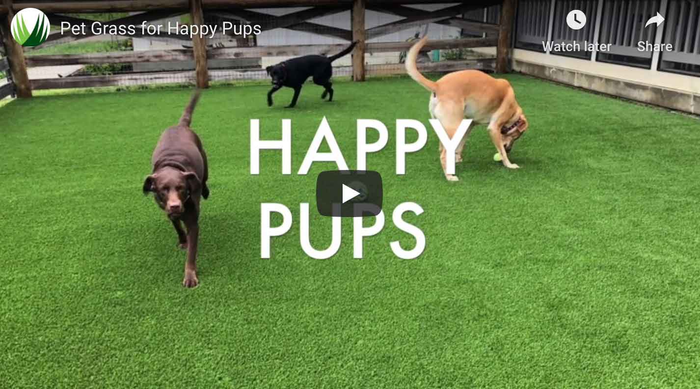 Pet Grass for Happy Pups - SYNLawn